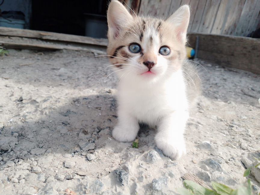 Отдам котят две кошечки