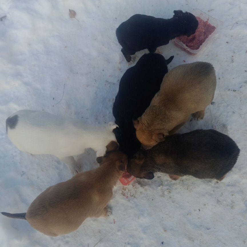 Щенок в добрые руки