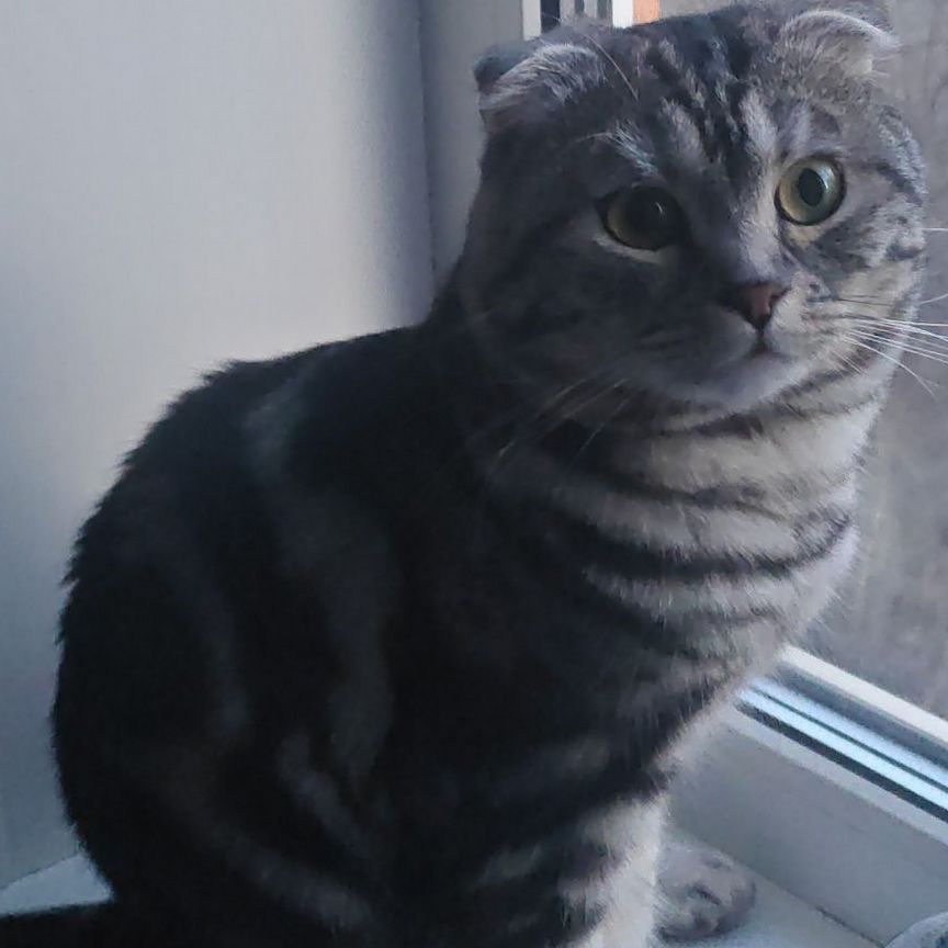 Шотландский вислоухий длинношёрстный, взрослый кот