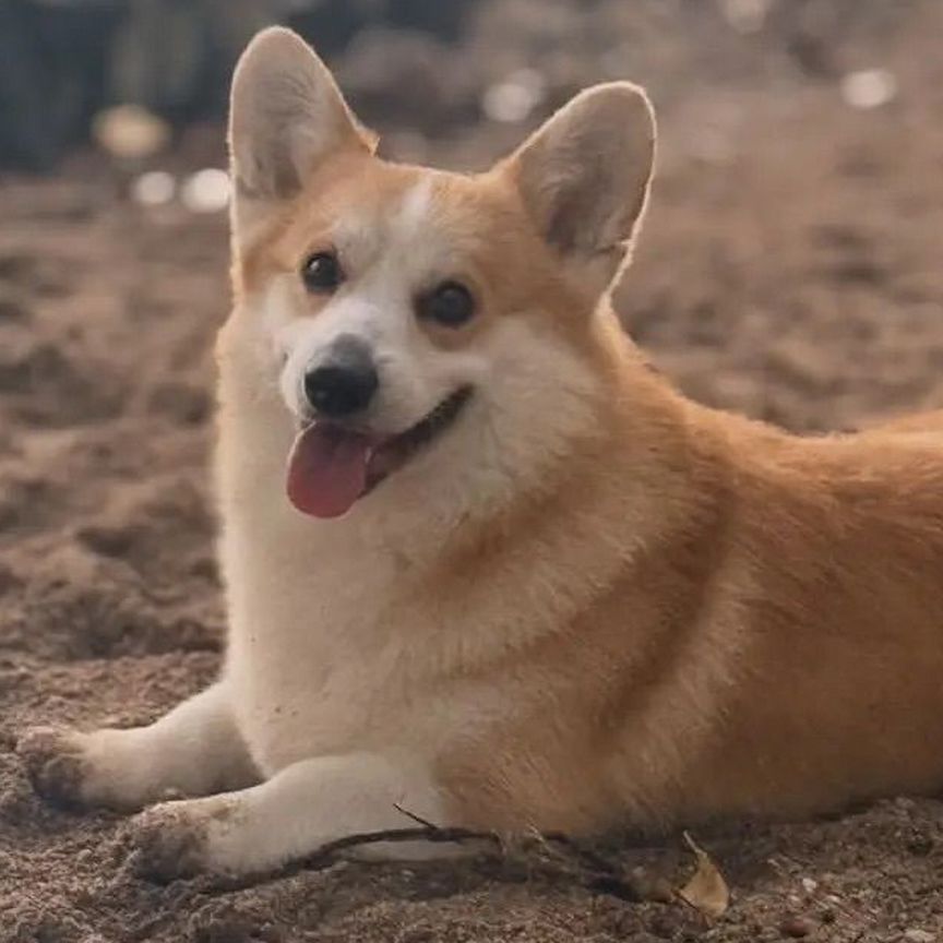 Вельш Корги Пемброк, щенок