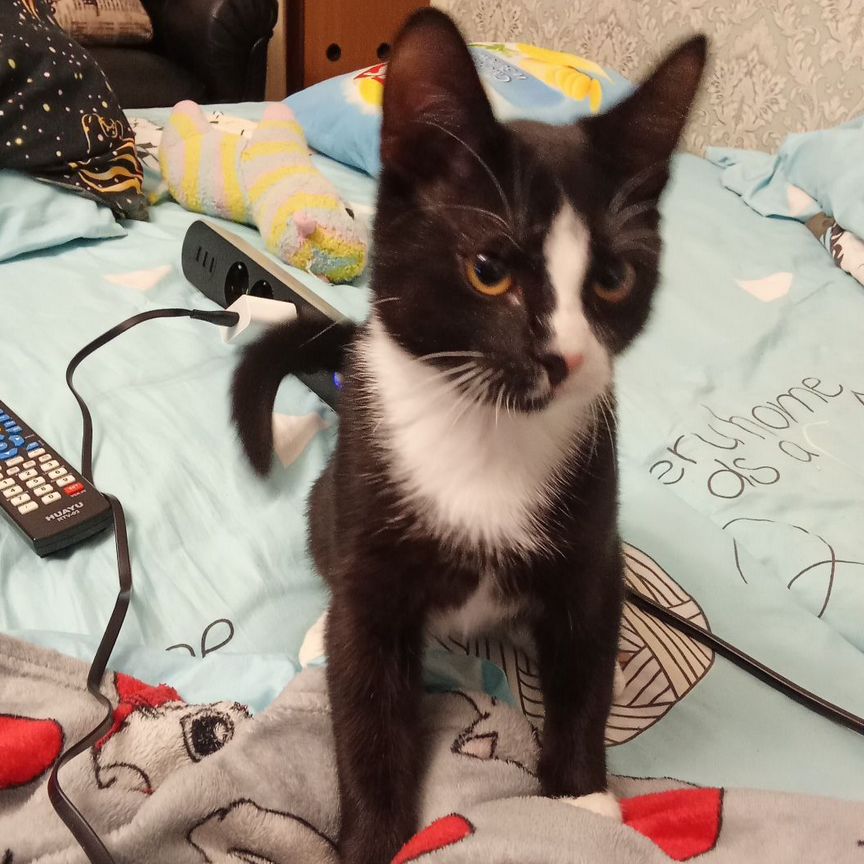 Котёнок в добрые руки