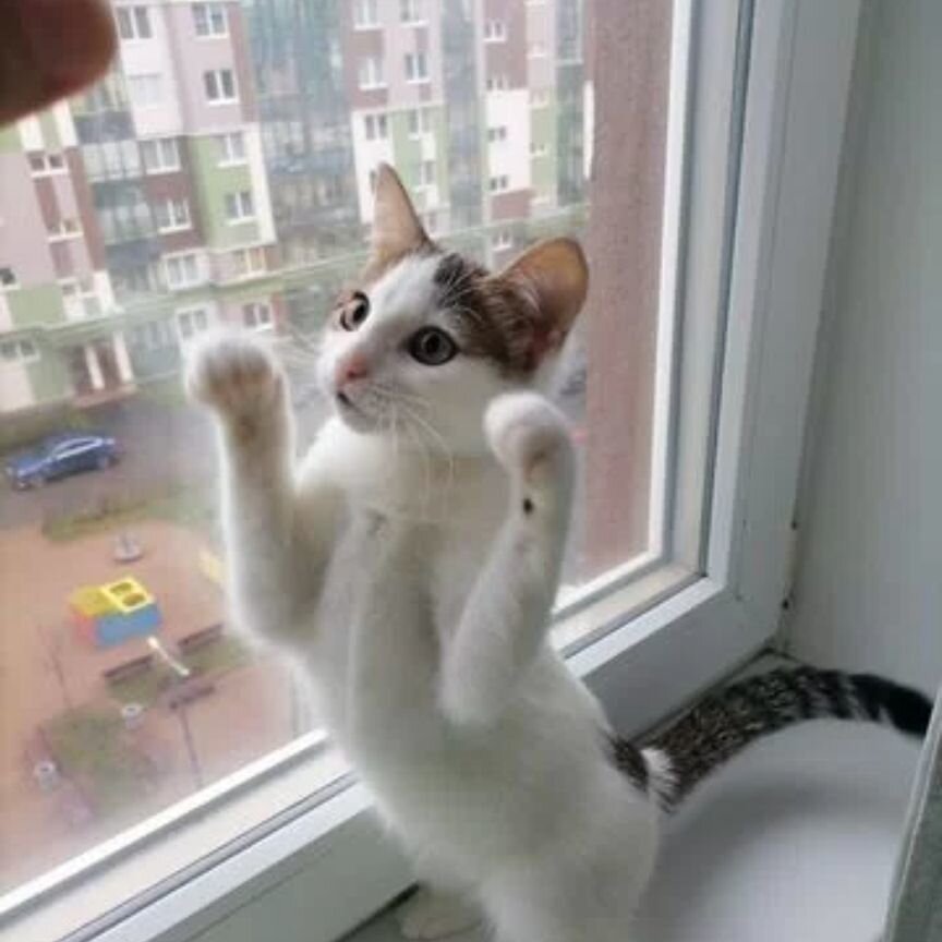Котенок в добрые руки
