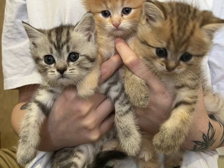 Шотландские котята