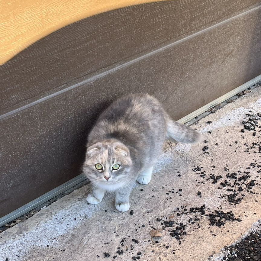 Шотландская кошечка 6 месяцев