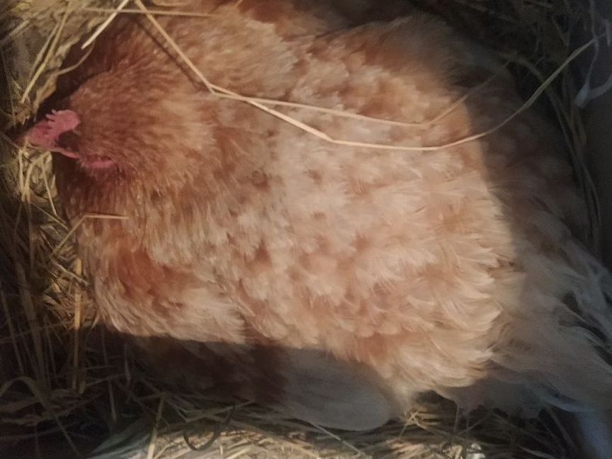 Квочка с цыплятами