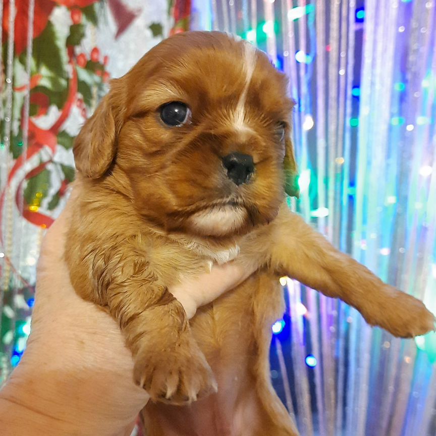 Кавалер кинг чарльз спаниель