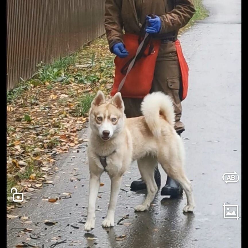 Красавица Хаски ищет дом