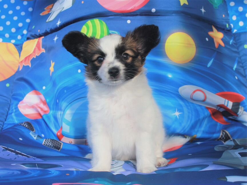 Щенки папийона