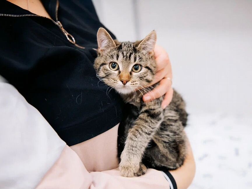 Кошечка из приюта бесплатно