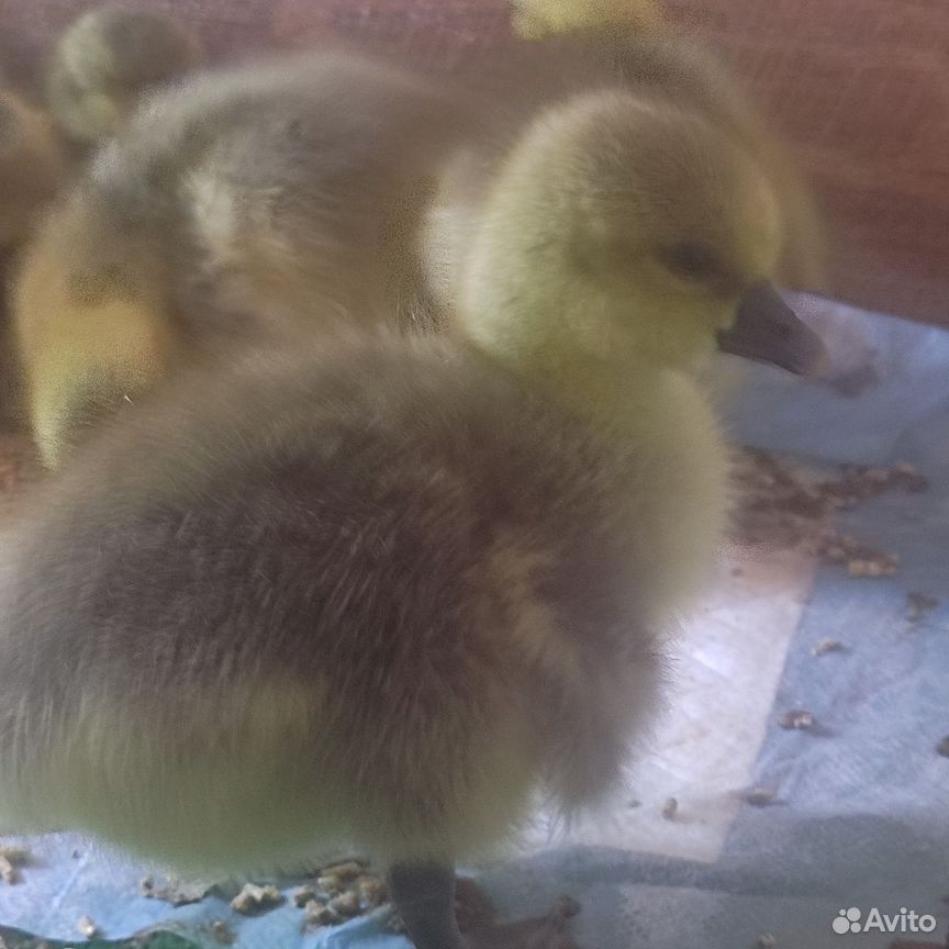 Гусята крупный серый