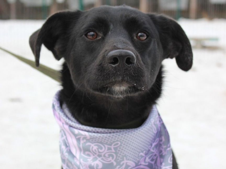 Щенок из приюта