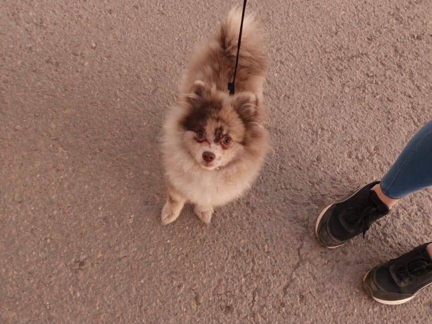 Немецкий шпиц