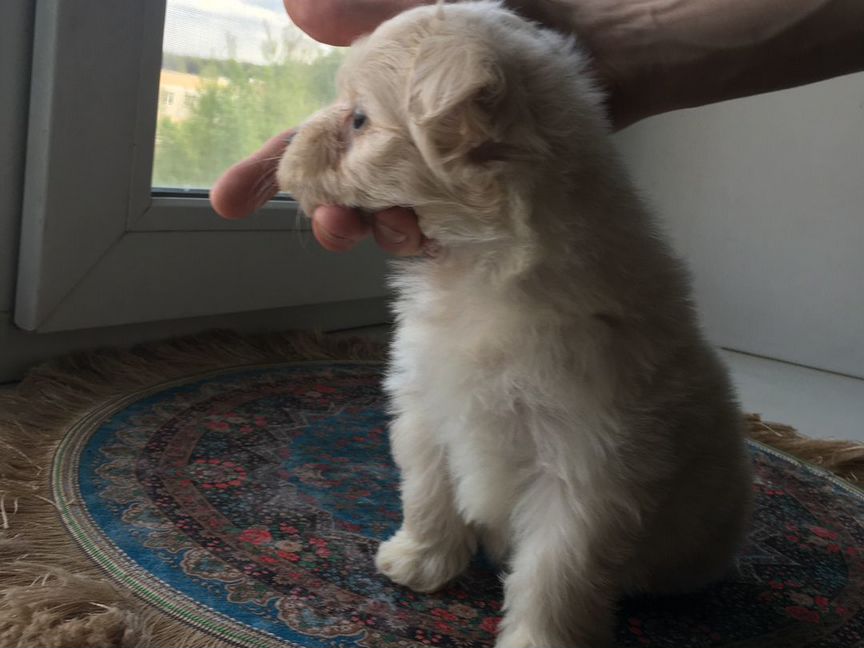 Мальтипу f1 мини девочка