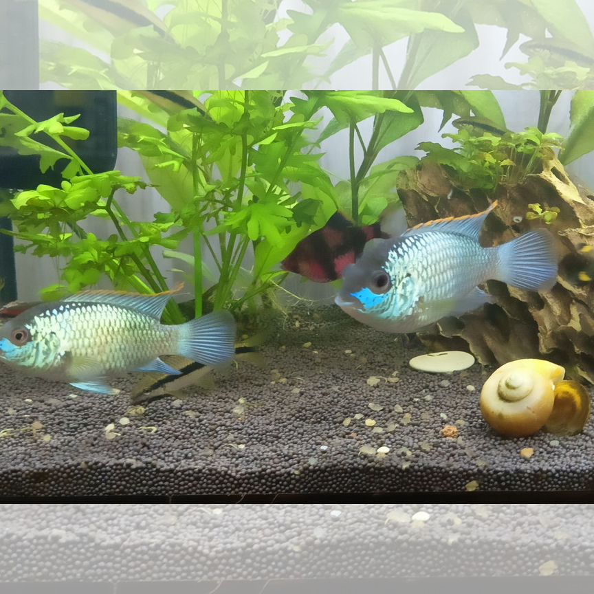 Цихлида наннакара неоновая