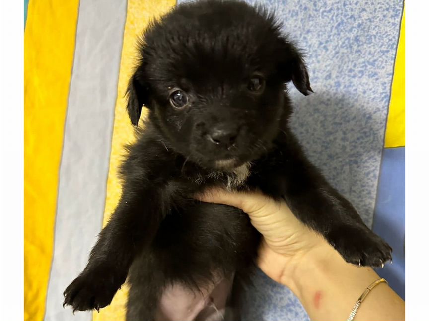 Собака щенок 1 месяц