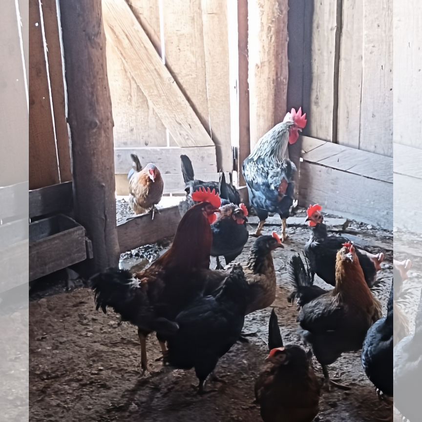 Куры петухи