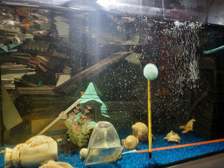 Аквариум с рыбками продам