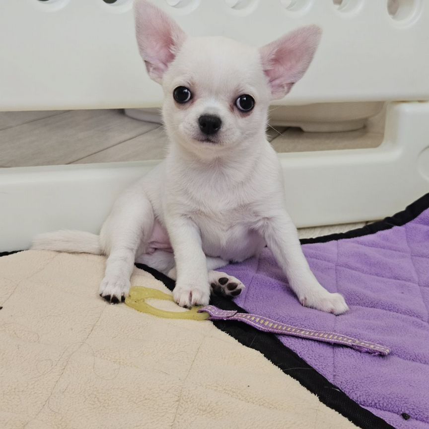 Чихуахуа щенки