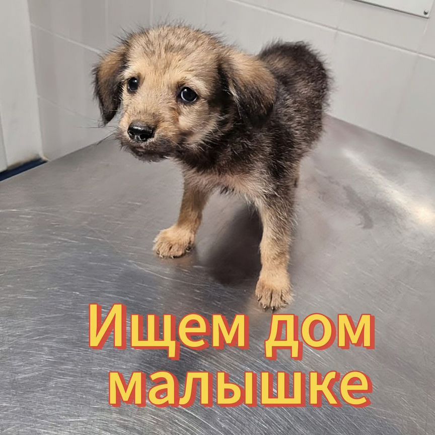 Единственный спасеный ребенок от живодерки