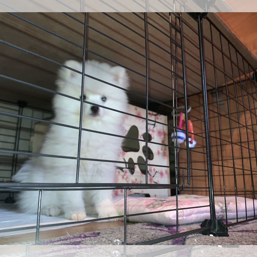 Белый померанский шпиц