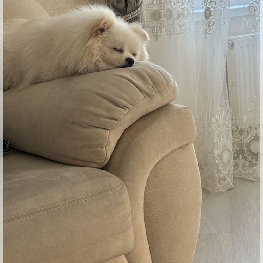 Шпиц мальчик