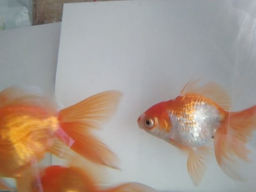 Аквариумные рыбки