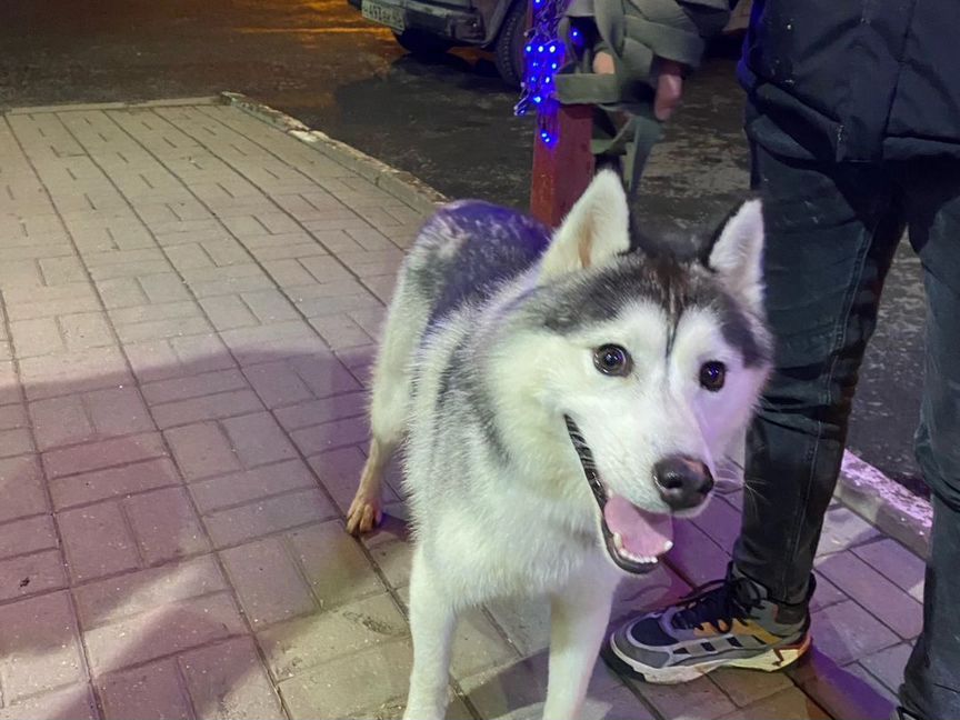 Щенки сибирской хаски мальчик