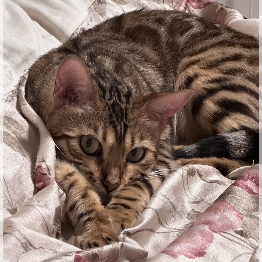 Бенгальская кошка вязка