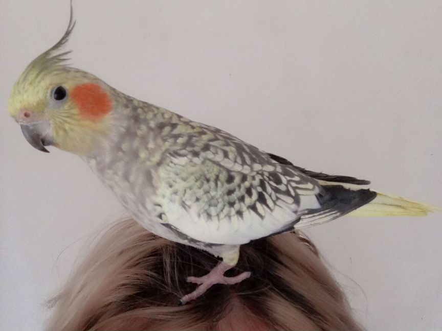 Попугай карелла