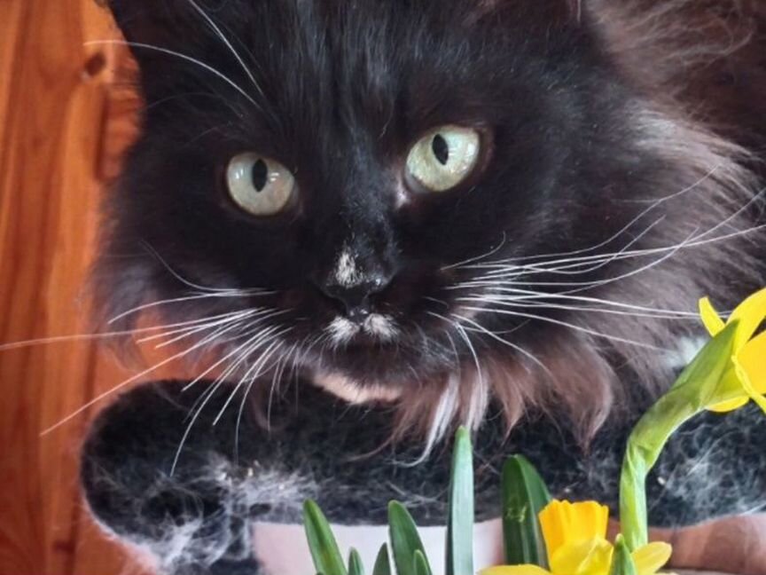 Кошечка ищет дом