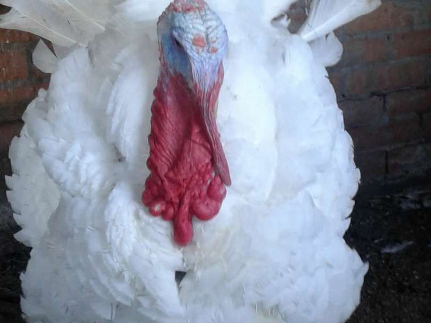 Индюшата Хайбрид Конвертер(Канада)