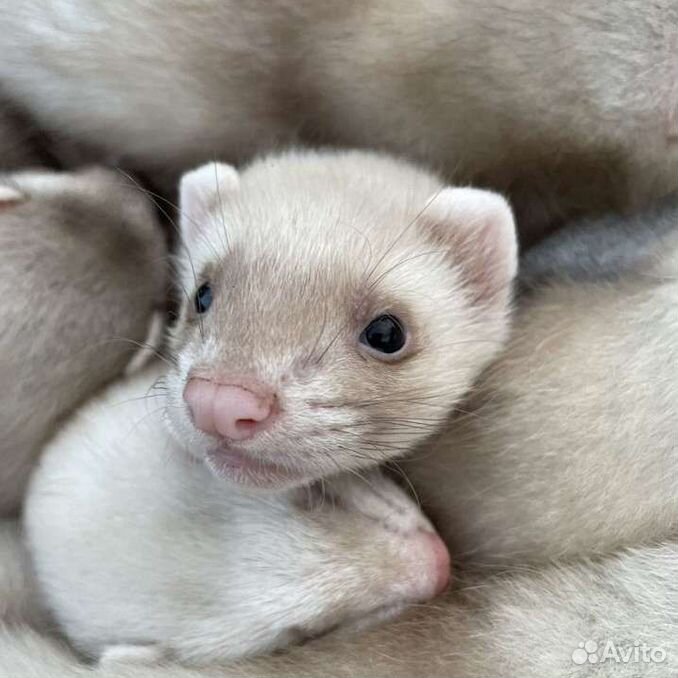 Домашний Хорьки доставка по России