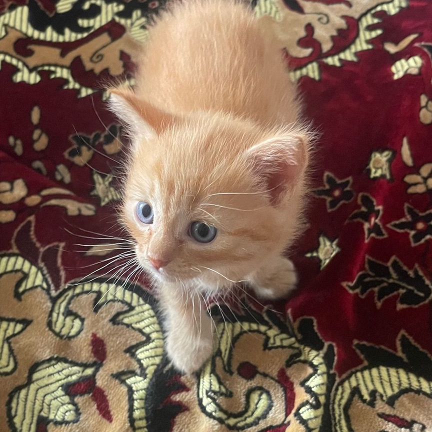 Котёнок в добрые руки