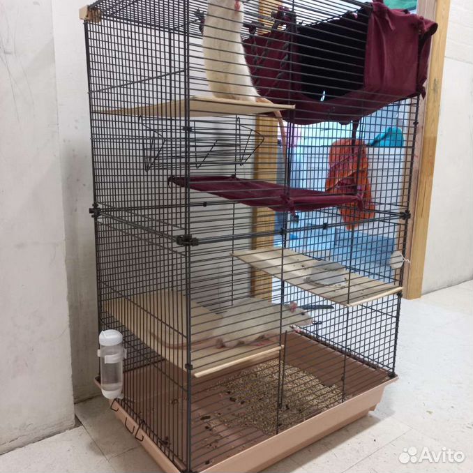 Клетка для грызунов и две крысы Дамбо