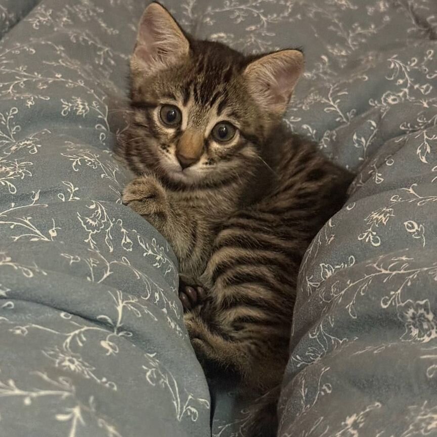 Серенгети котёнок