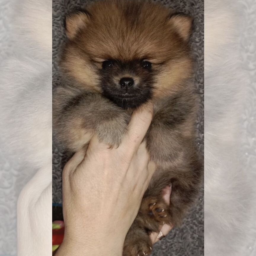 Померанский шпиц, щенок