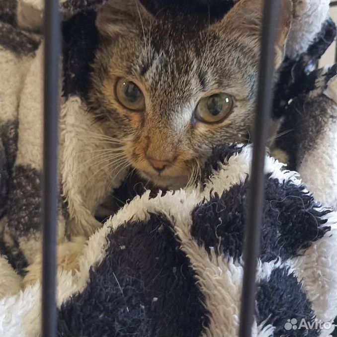 Кошачий ребенок)