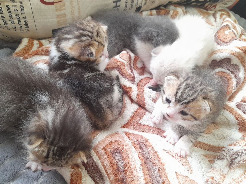 Котята