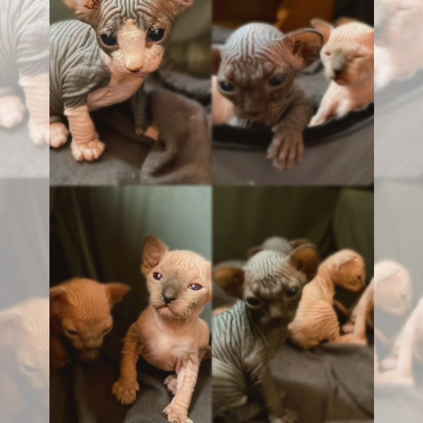 Канадский сфинкс котёнок