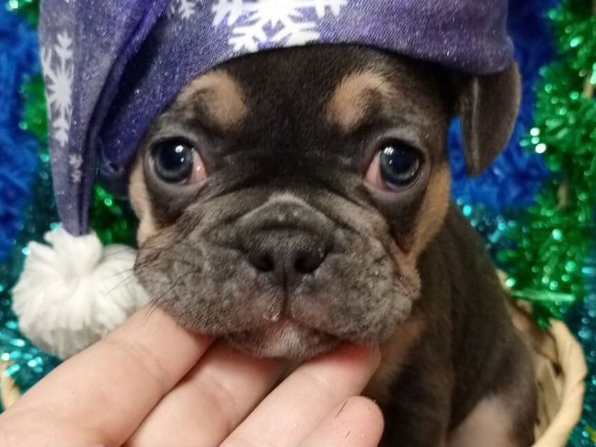 Французский бульдог