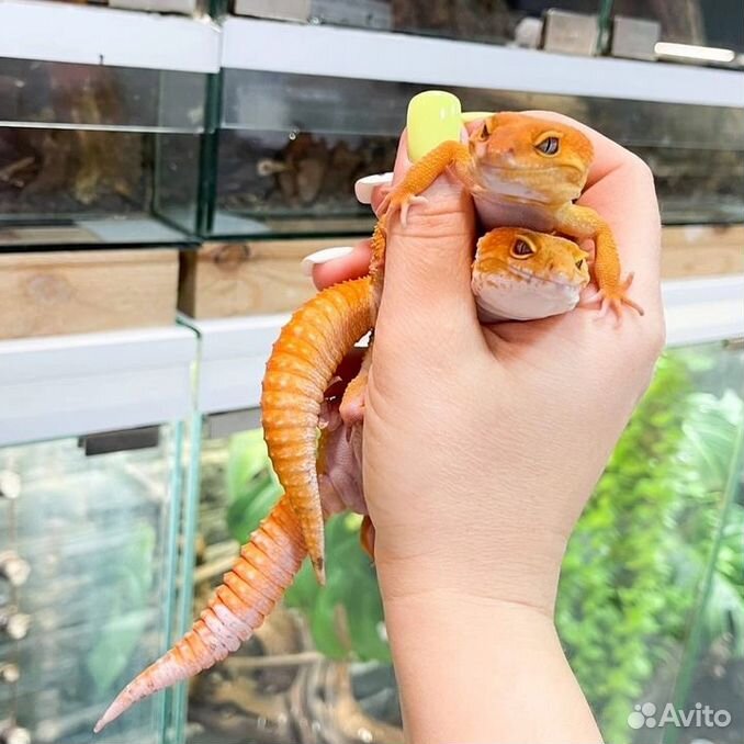 Эублефары Blood пара