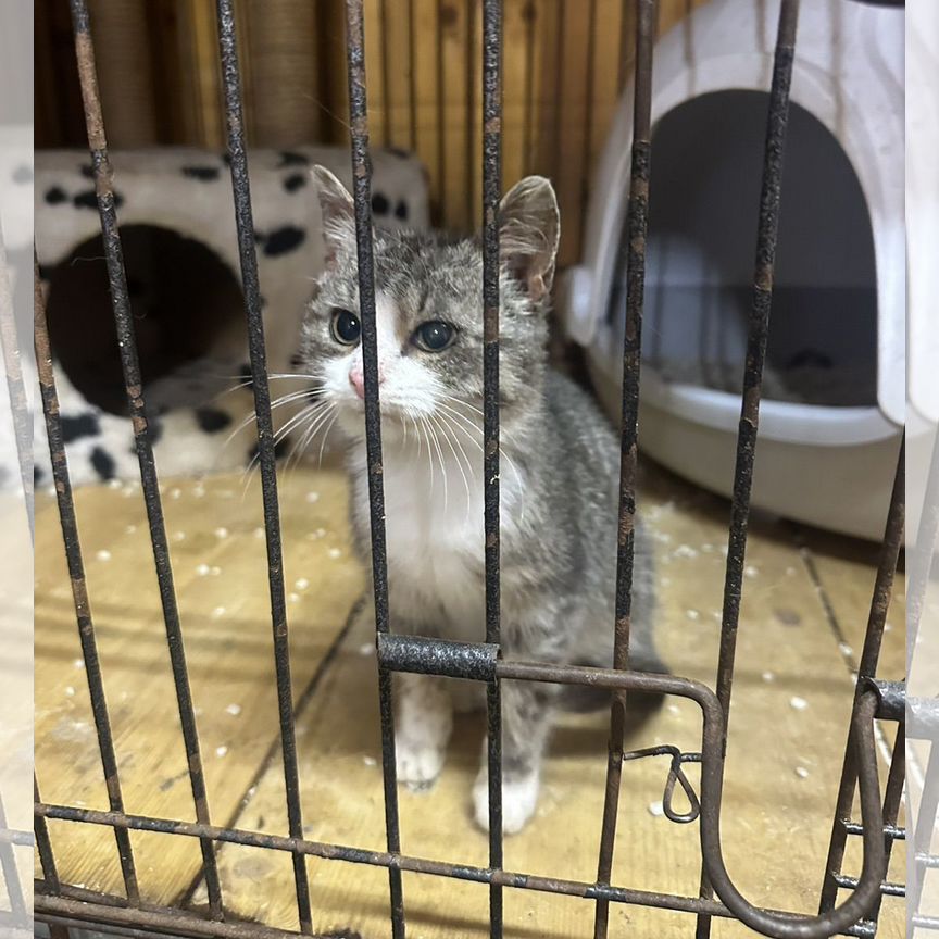 Котята девочки, воспитанные, отдам в добрые руки