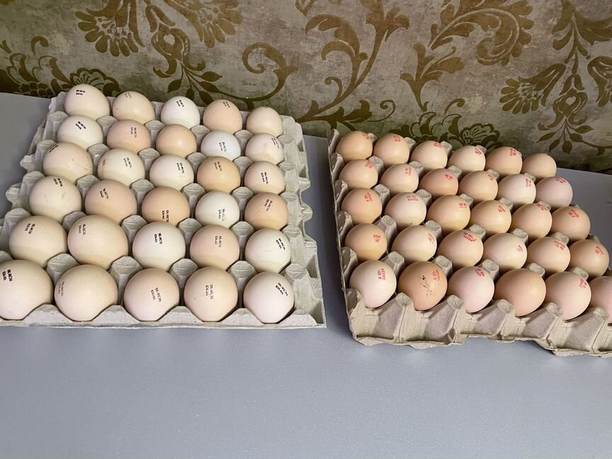 Циплпнок бролер суточный