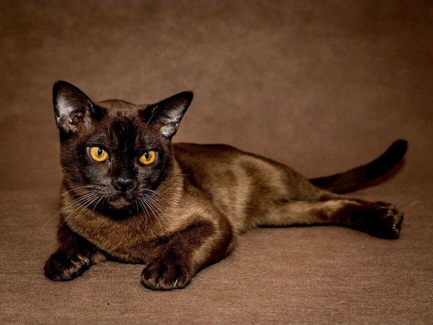 Кот соболиного окраса