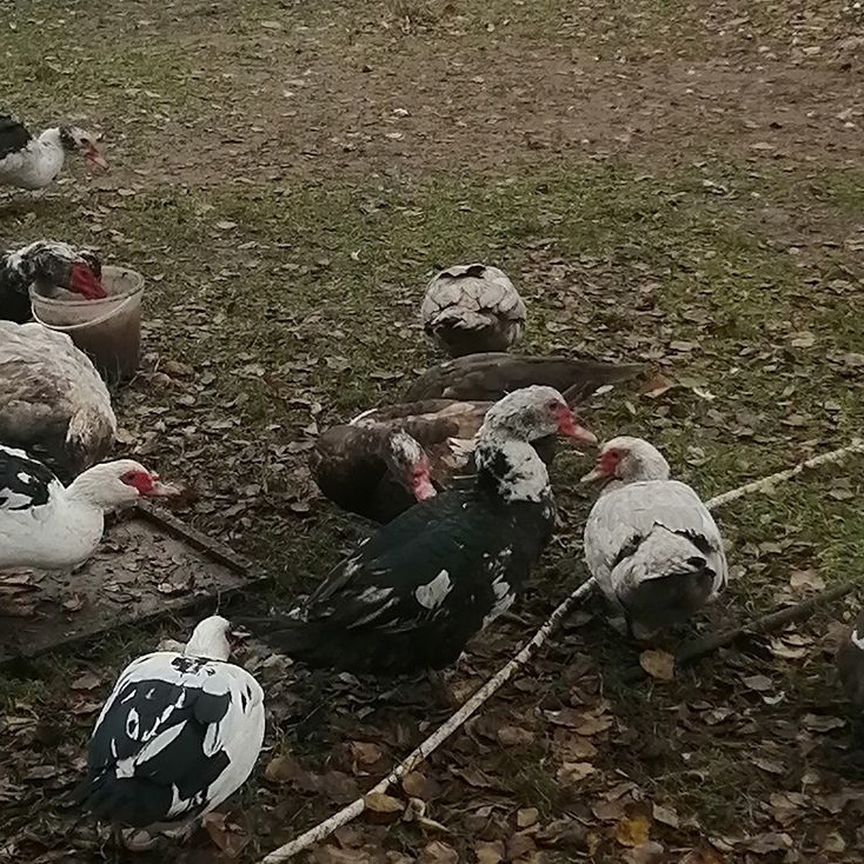 Мускусные утки тяжелые линии