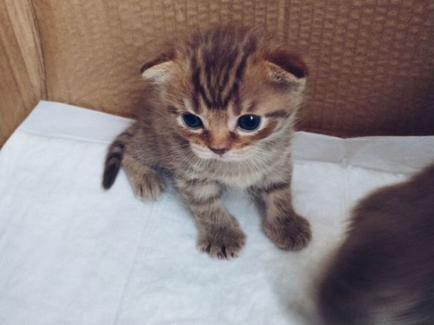 Шотландские котята