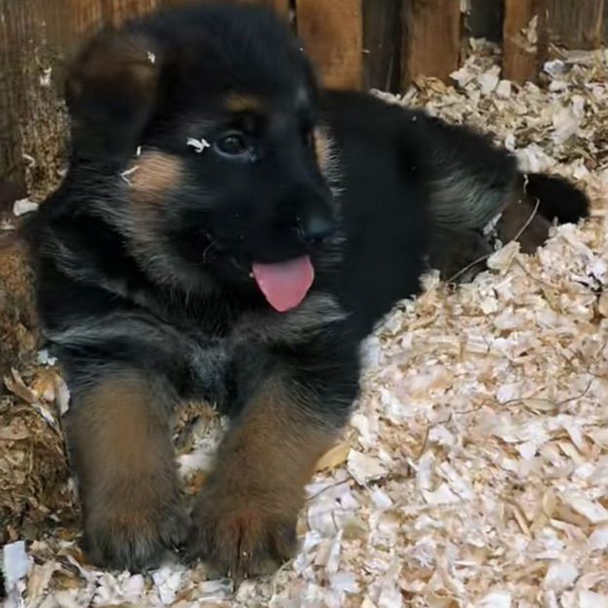 Немецкая овчарка, щенок