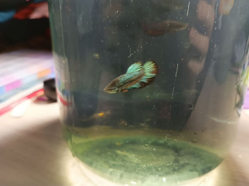 Молодые петушки самцы и самочки