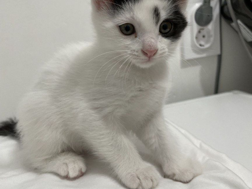 Котята