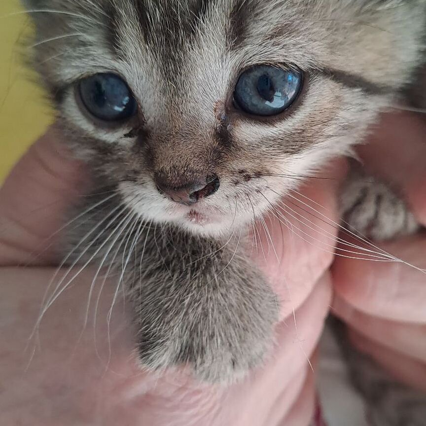 Котята в добрые руки мальчик и девочка